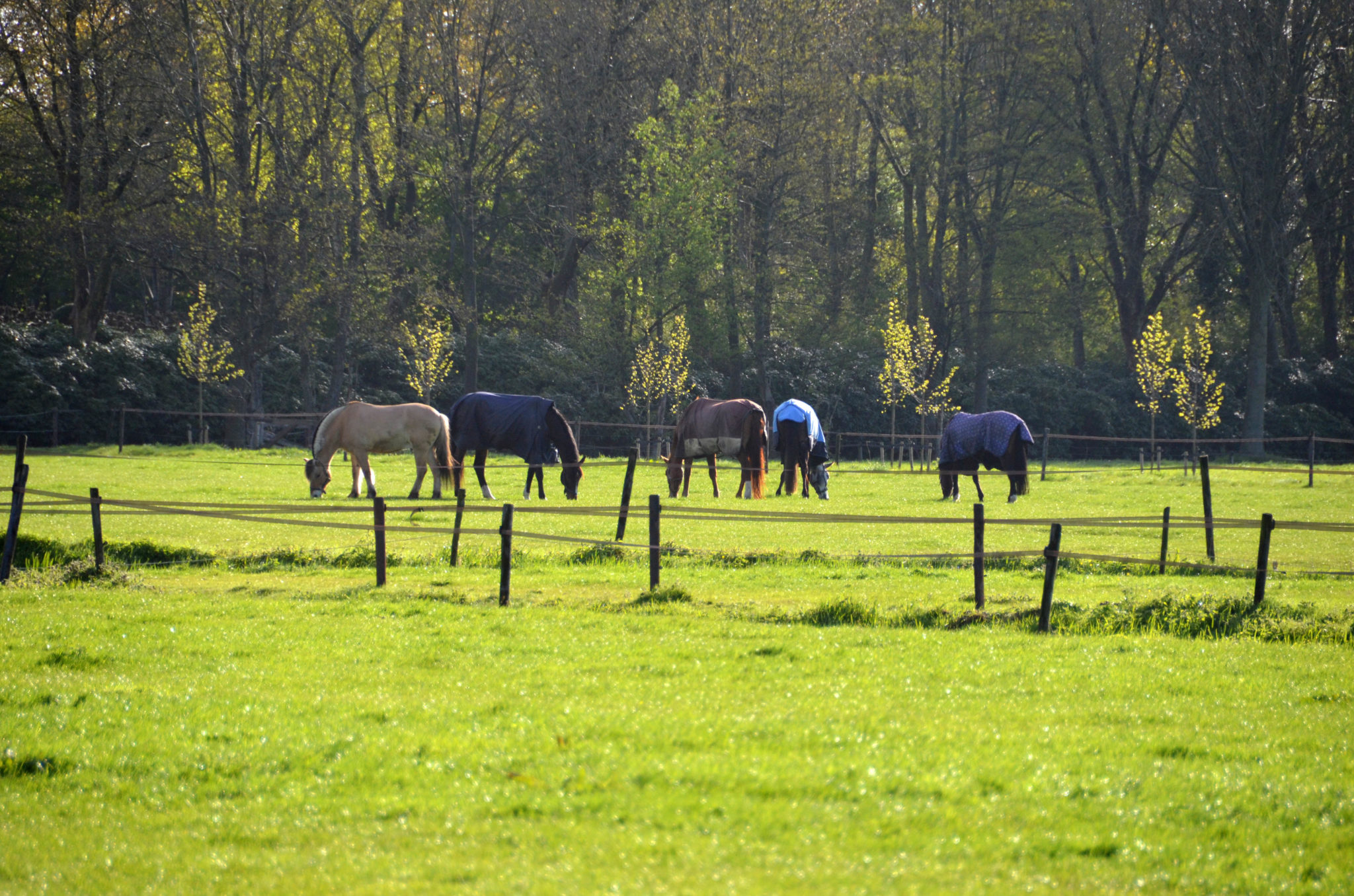 Weidegang – MANEGE